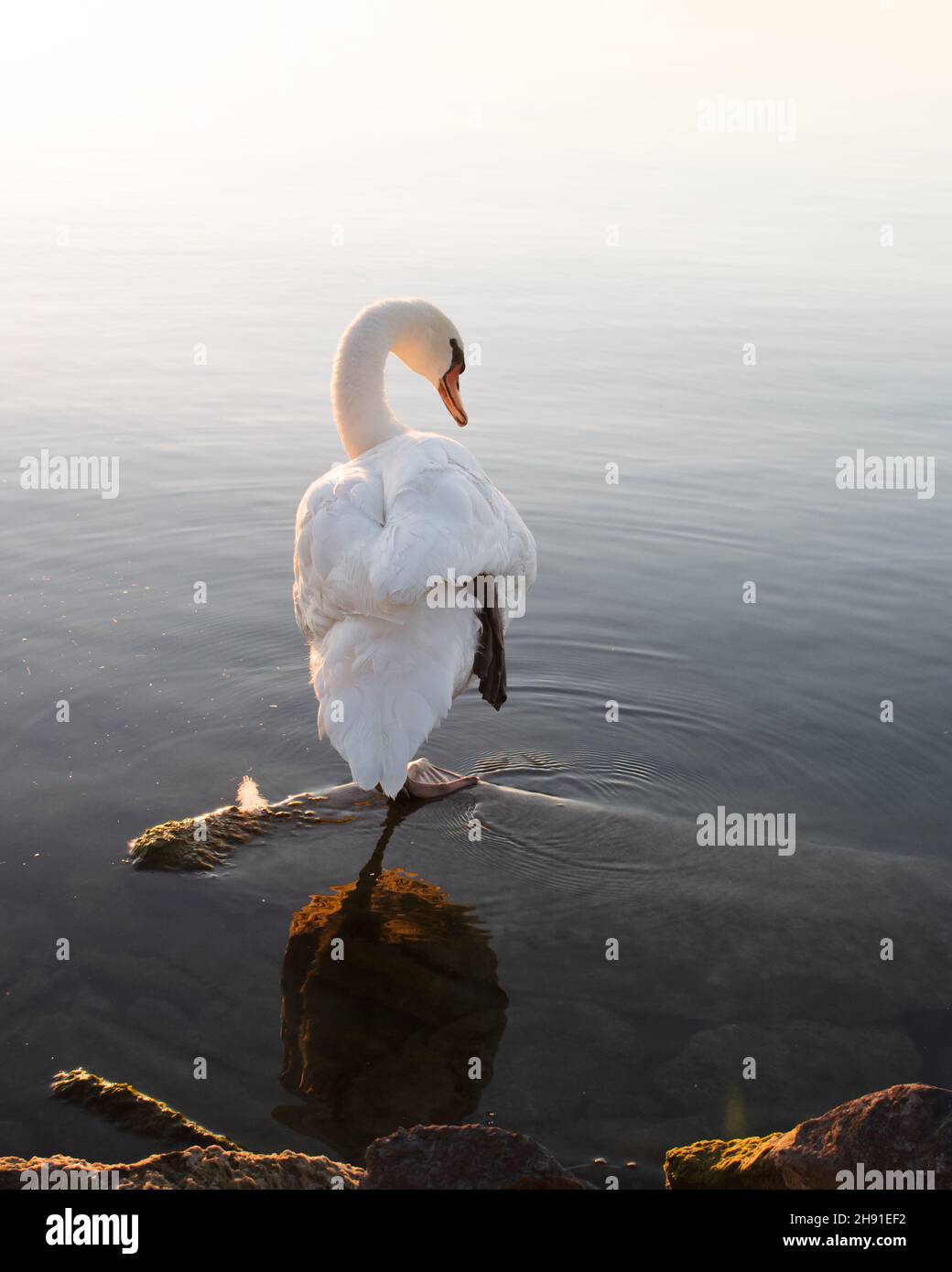 Toosie slide hi-res stock photography and images - Alamy