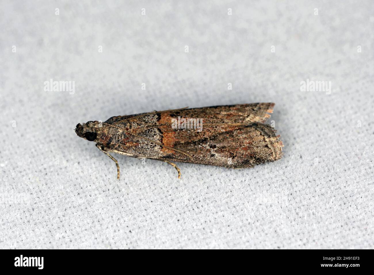 Pantry pests hi-res stock photography and images - Alamy