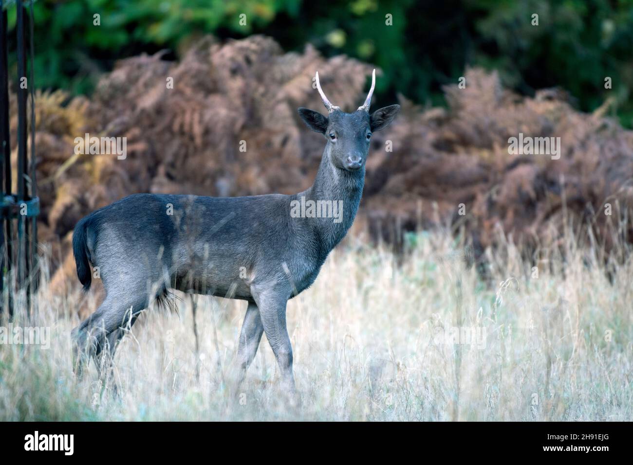 Juvenile male Fallow deer Stock Photo - Alamy