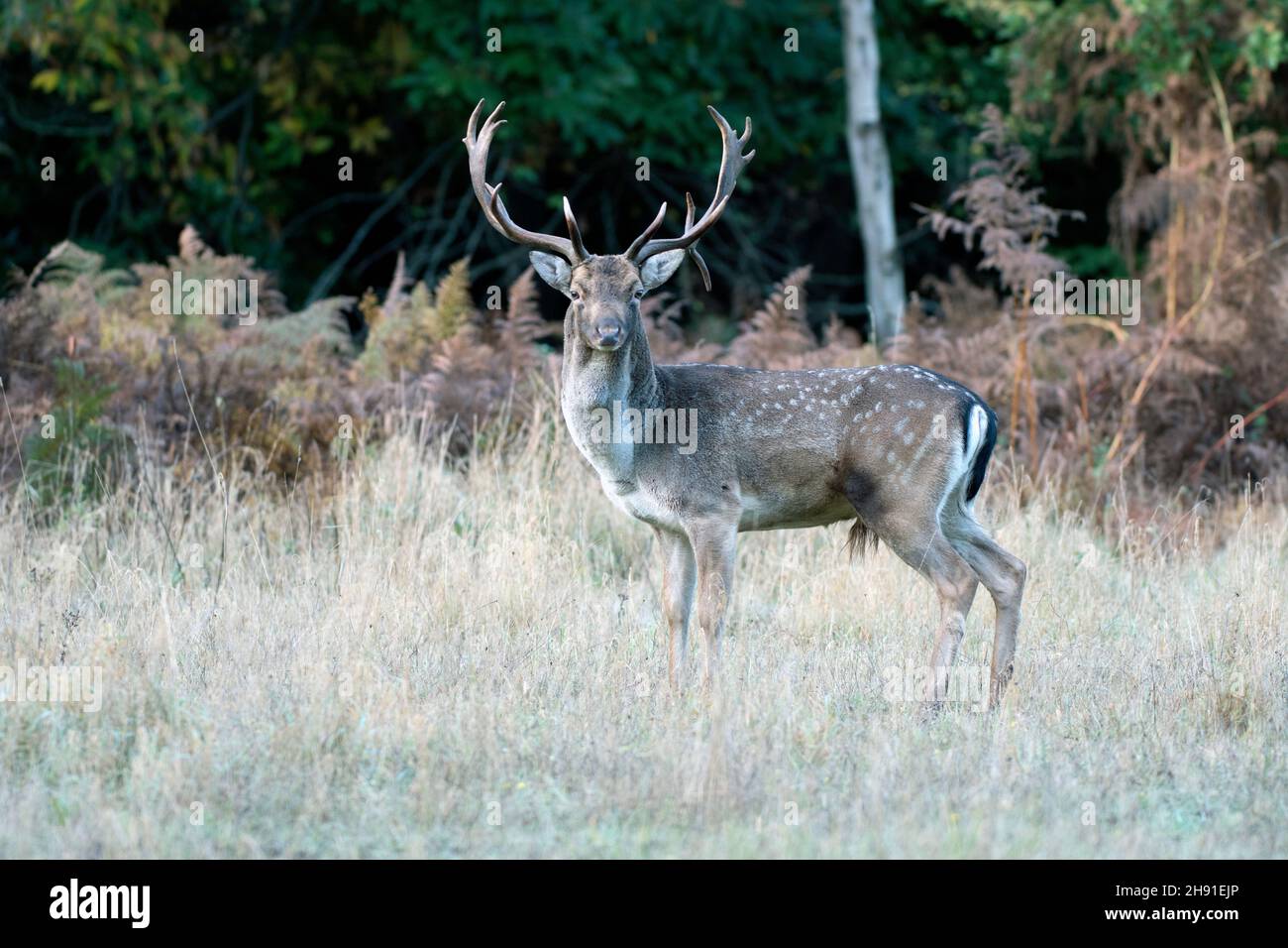 Male Fallow deer in the rut Stock Photo - Alamy