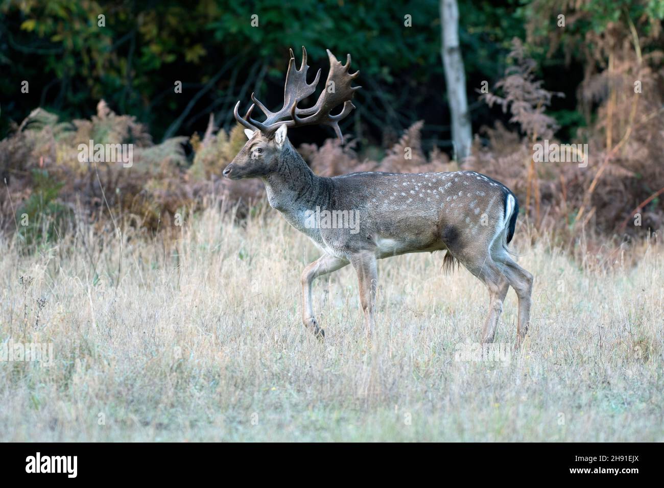Male Fallow deer in the rut Stock Photo - Alamy