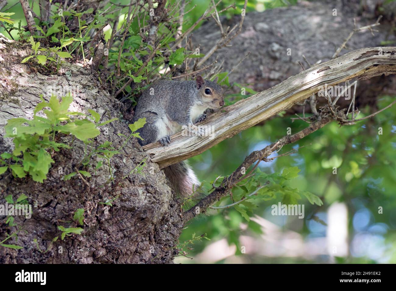 Drey squirrel hi-res stock photography and images - Alamy