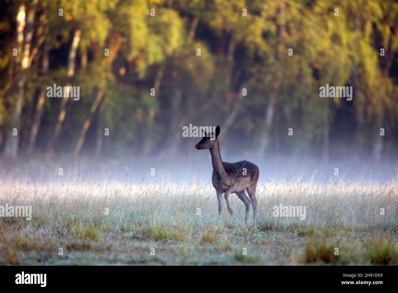 Agile deer species hi-res stock photography and images - Alamy