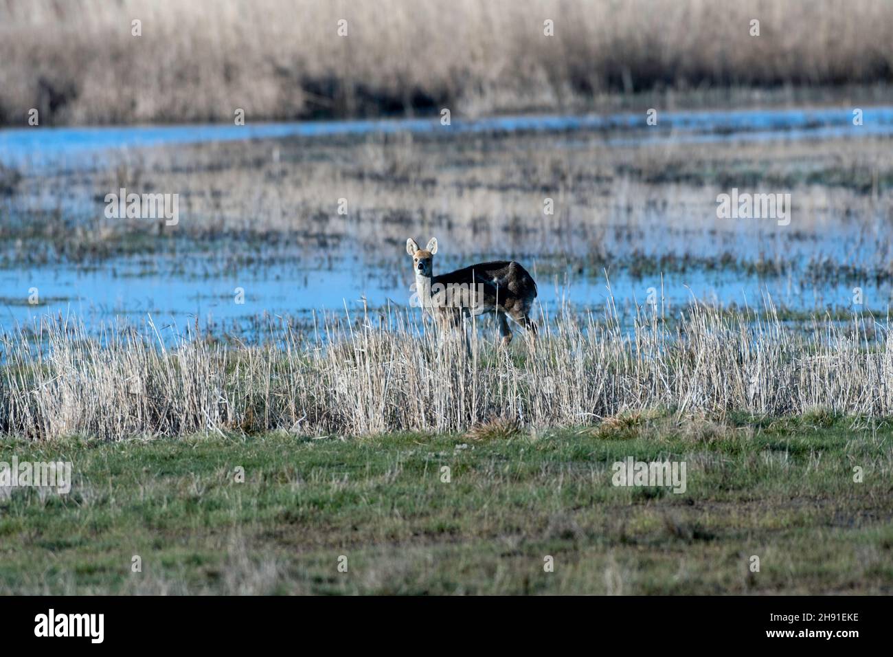 Water territorial hi-res stock photography and images - Alamy