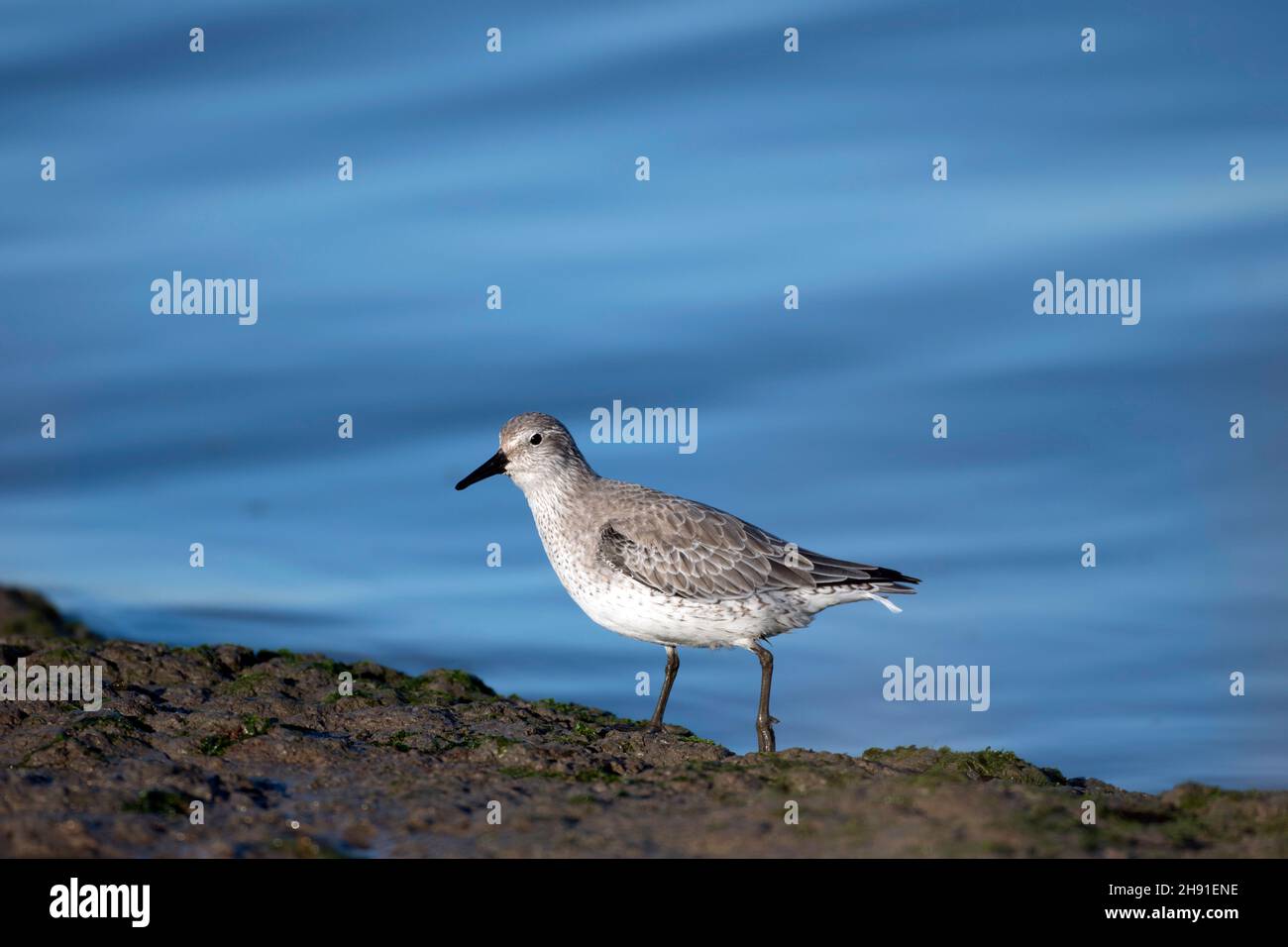 Red knot migratory bird hi-res stock photography and images - Alamy