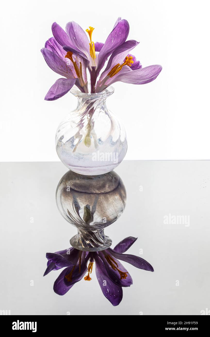 Studio crocus in vase Stock Photo - Alamy
