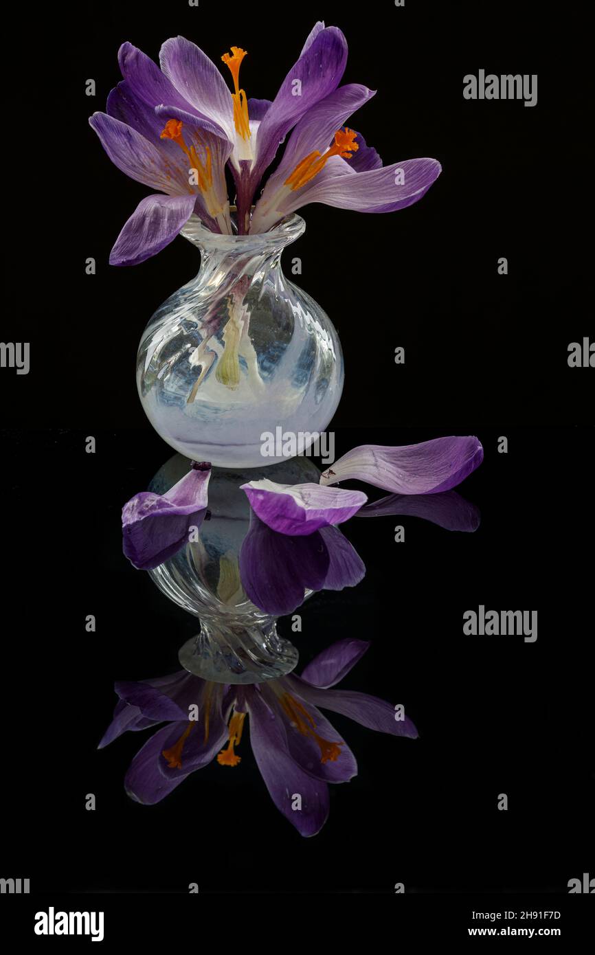 Vase crocus hi-res stock photography and images - Alamy