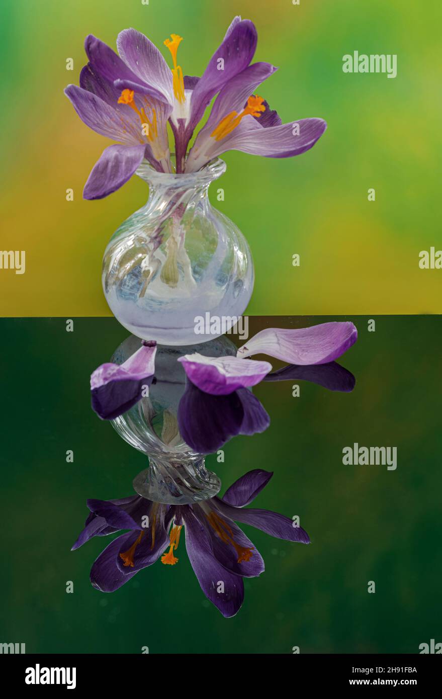 Vase crocus hi-res stock photography and images - Alamy