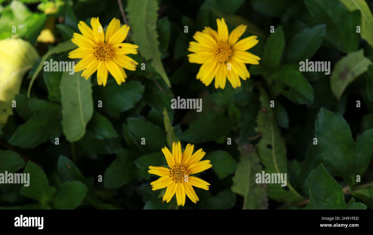 Yellow sunflower flower with a pale background of green leaves Stock ...