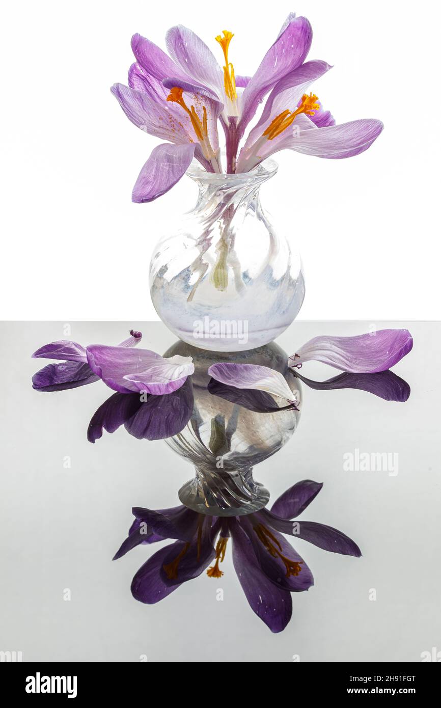 Vase crocus hi-res stock photography and images - Alamy