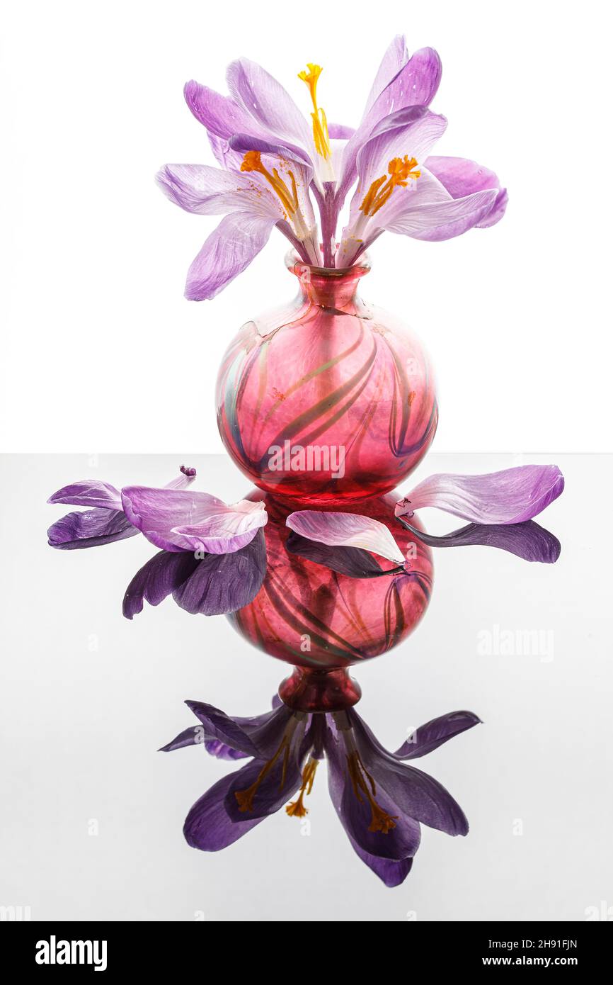 Vase crocus hi-res stock photography and images - Alamy