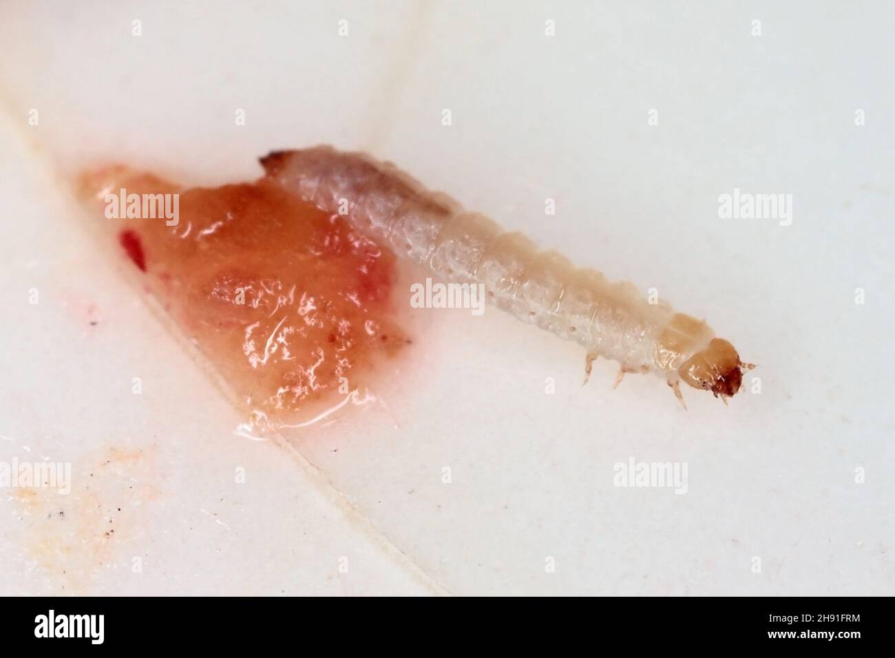 Larva of Carpophilus hemipterus (dried fruit beetle) is a species of ...