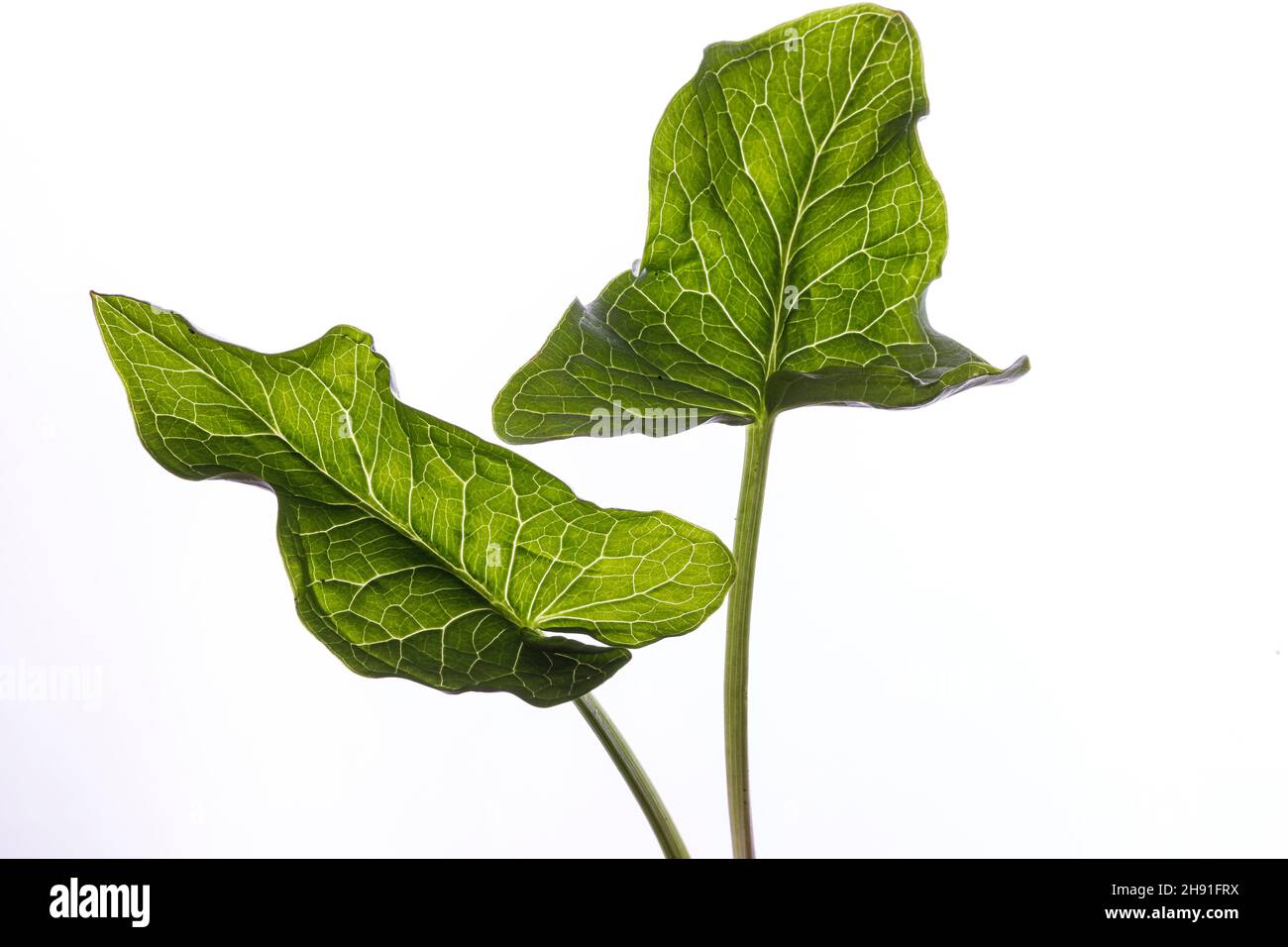 Arum maculatum leaves Stock Photo - Alamy