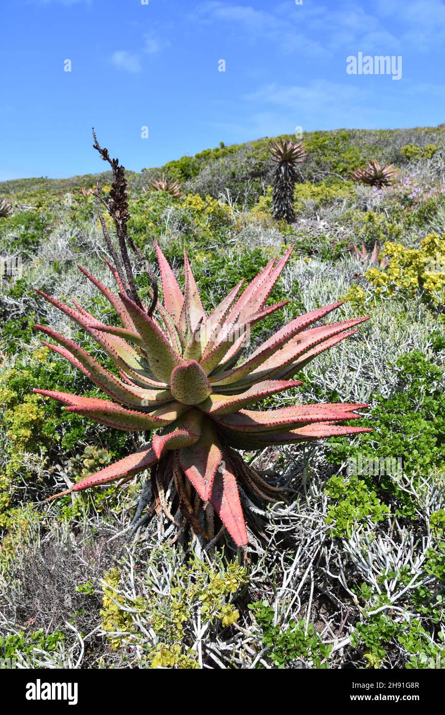 Aloe plants near the Indian Ocean seen from the Oyster Catcher Trail ...
