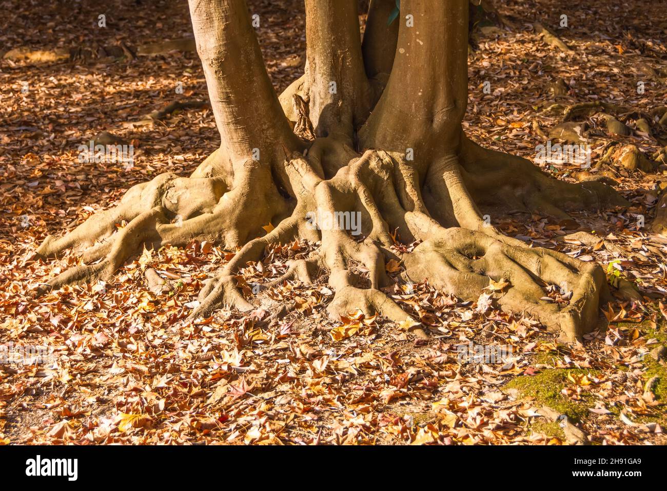 Tree Roots Above Ground