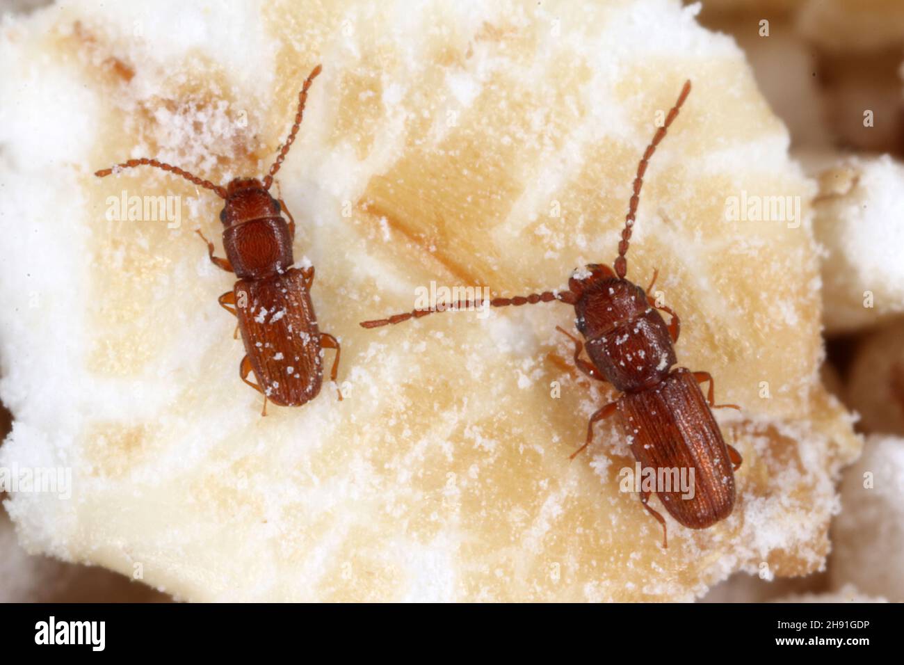 Rusty grain beetle Cryptolestes ferrugineus is a beetles of the family ...