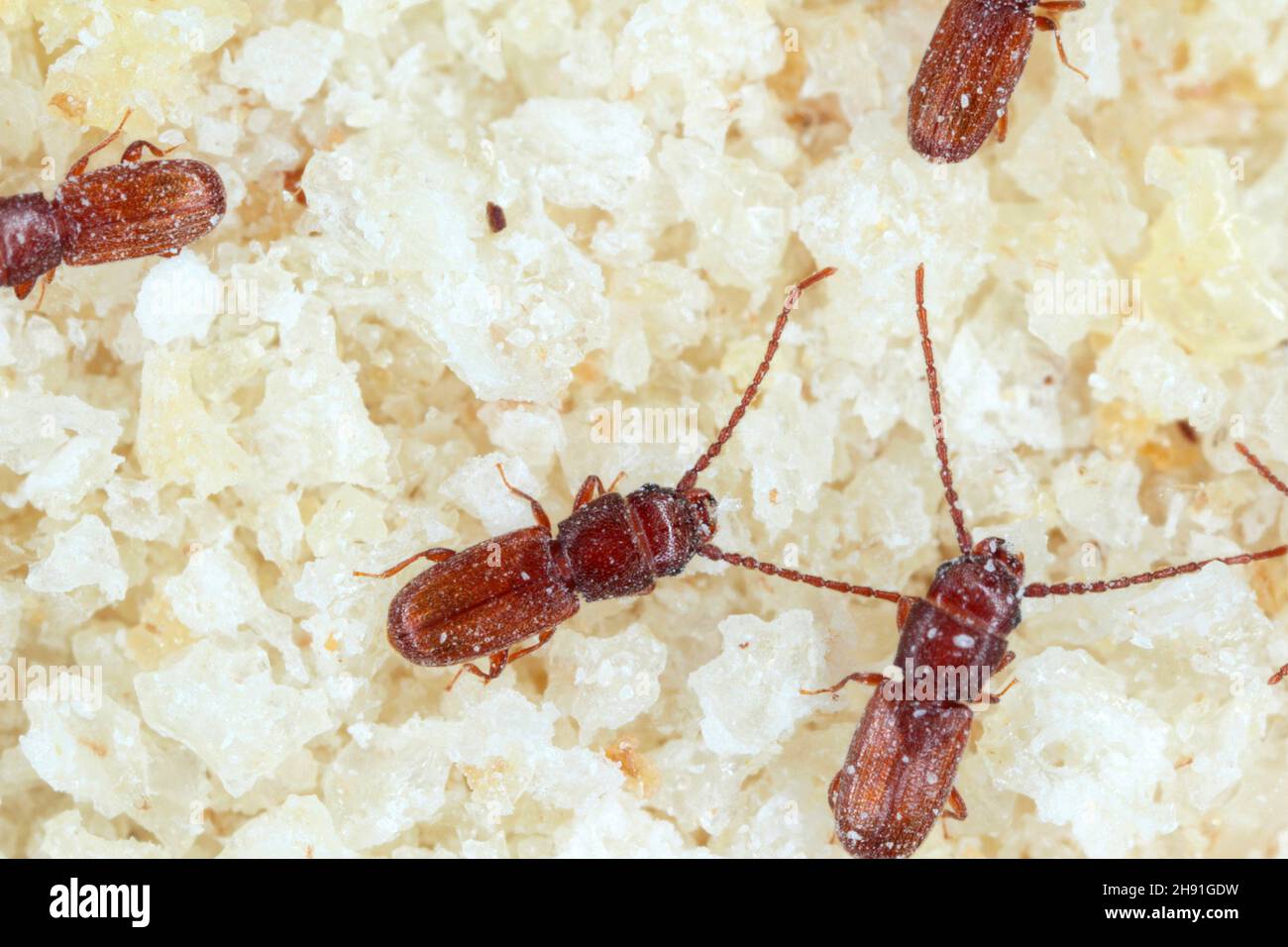 Rusty grain beetle Cryptolestes ferrugineus is a beetles of the family ...