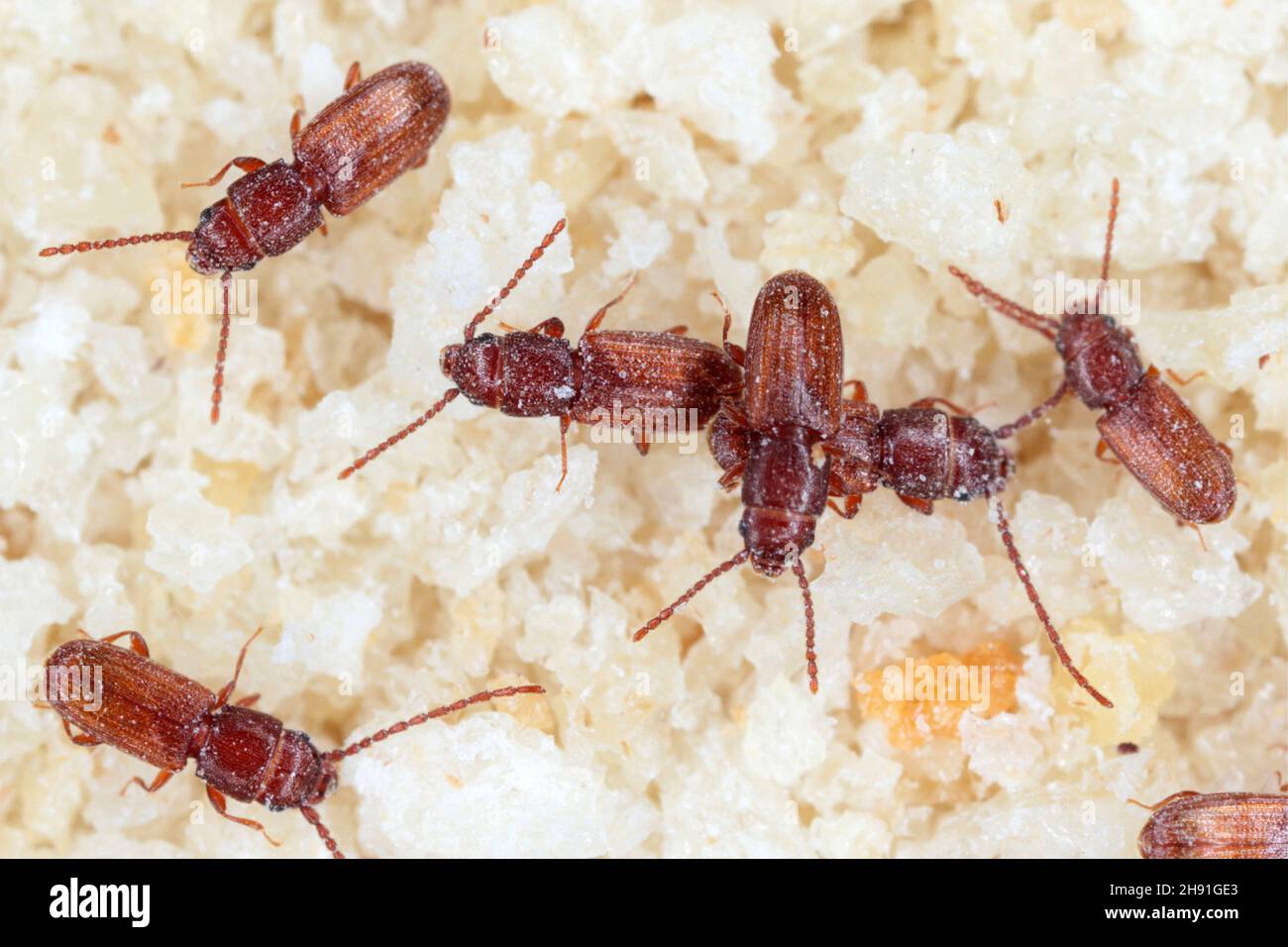 Rusty grain beetle Cryptolestes ferrugineus is a beetles of the family ...