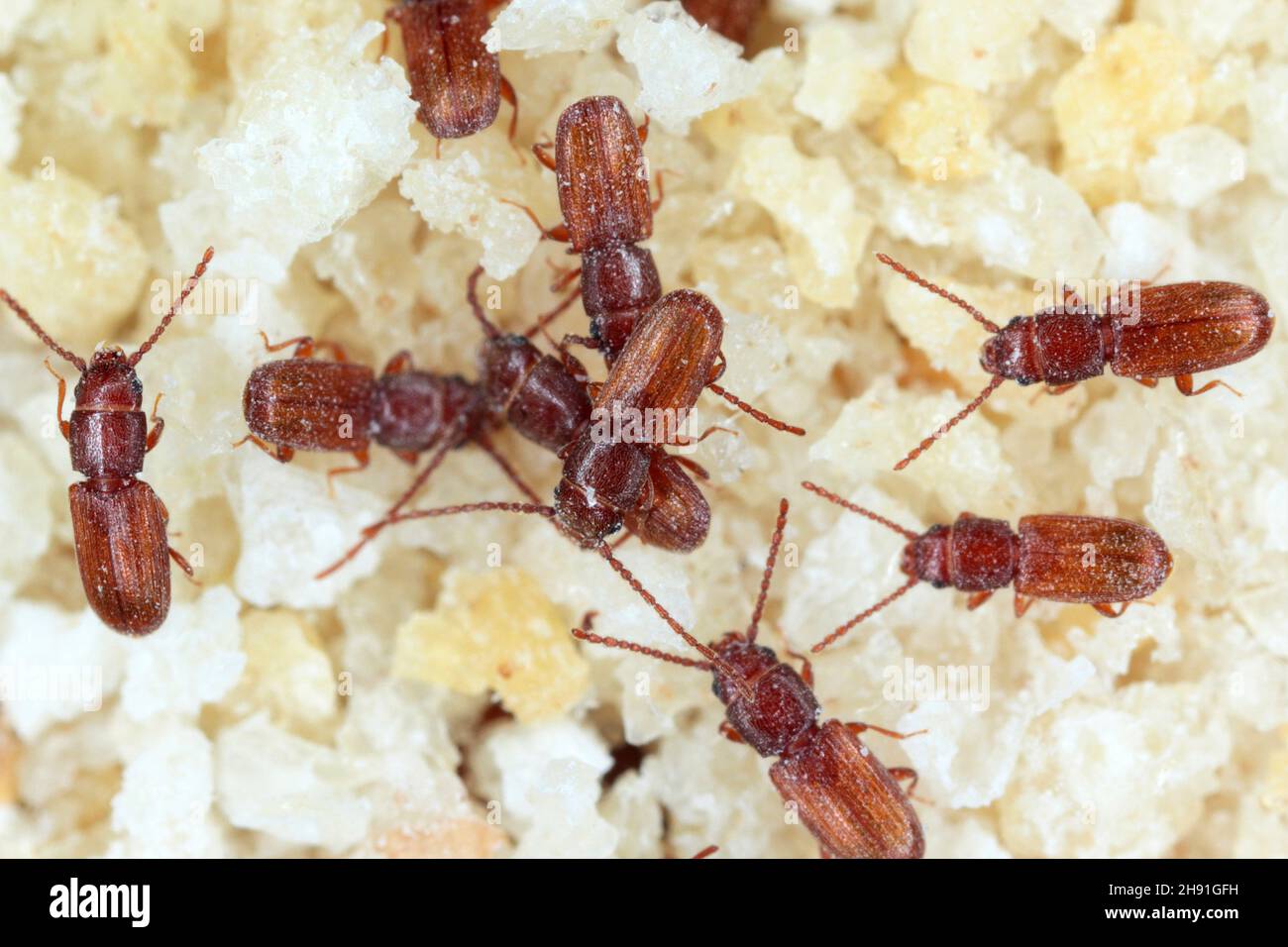 Rusty grain beetle Cryptolestes ferrugineus is a beetles of the family ...