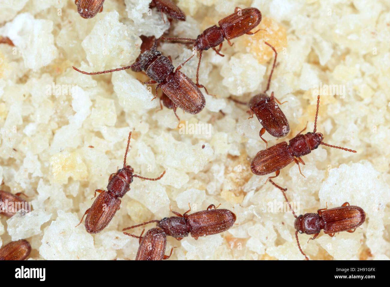 Rusty grain beetle Cryptolestes ferrugineus is a beetles of the family ...