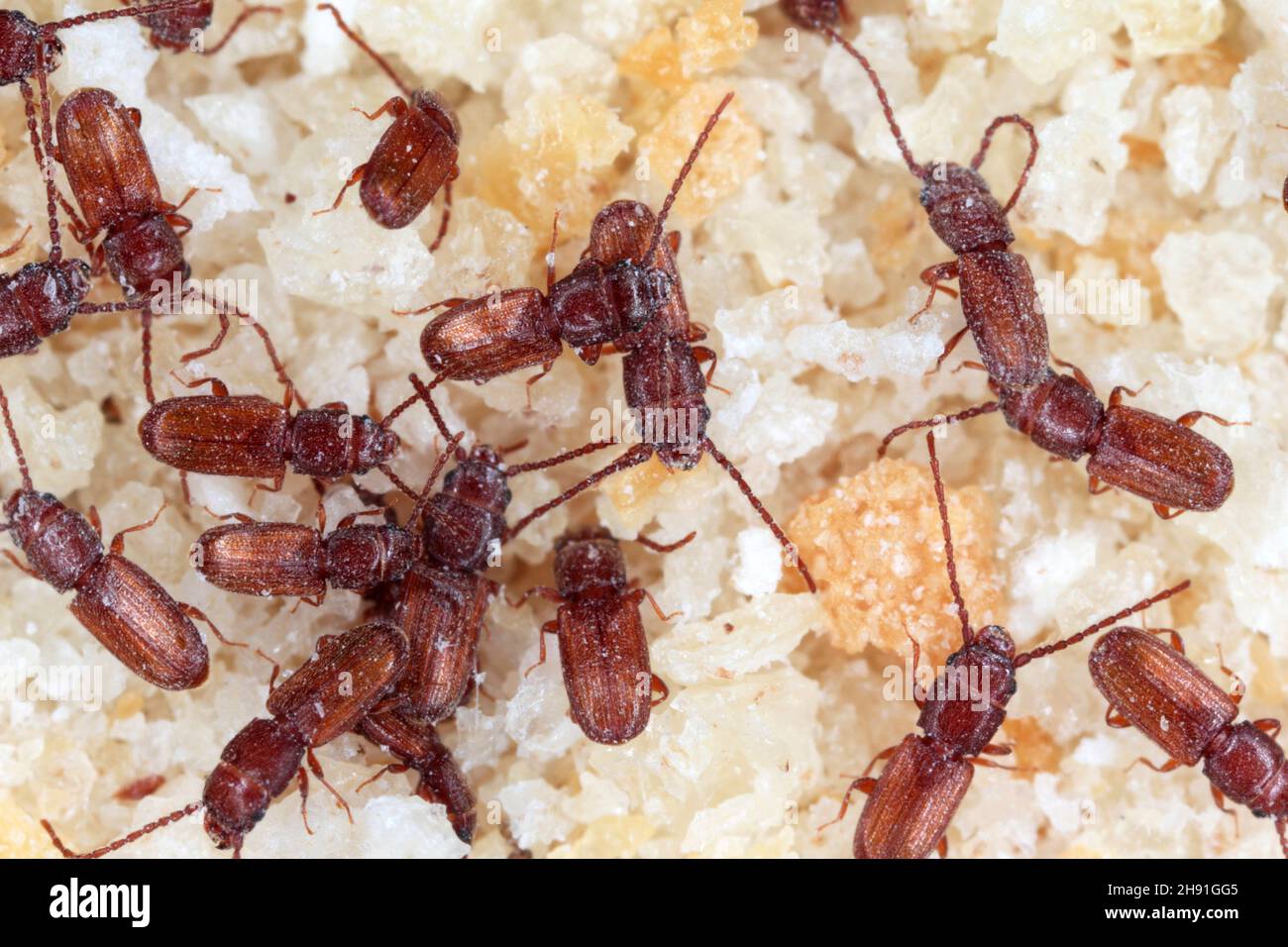 Rusty grain beetle Cryptolestes ferrugineus is a beetles of the family ...