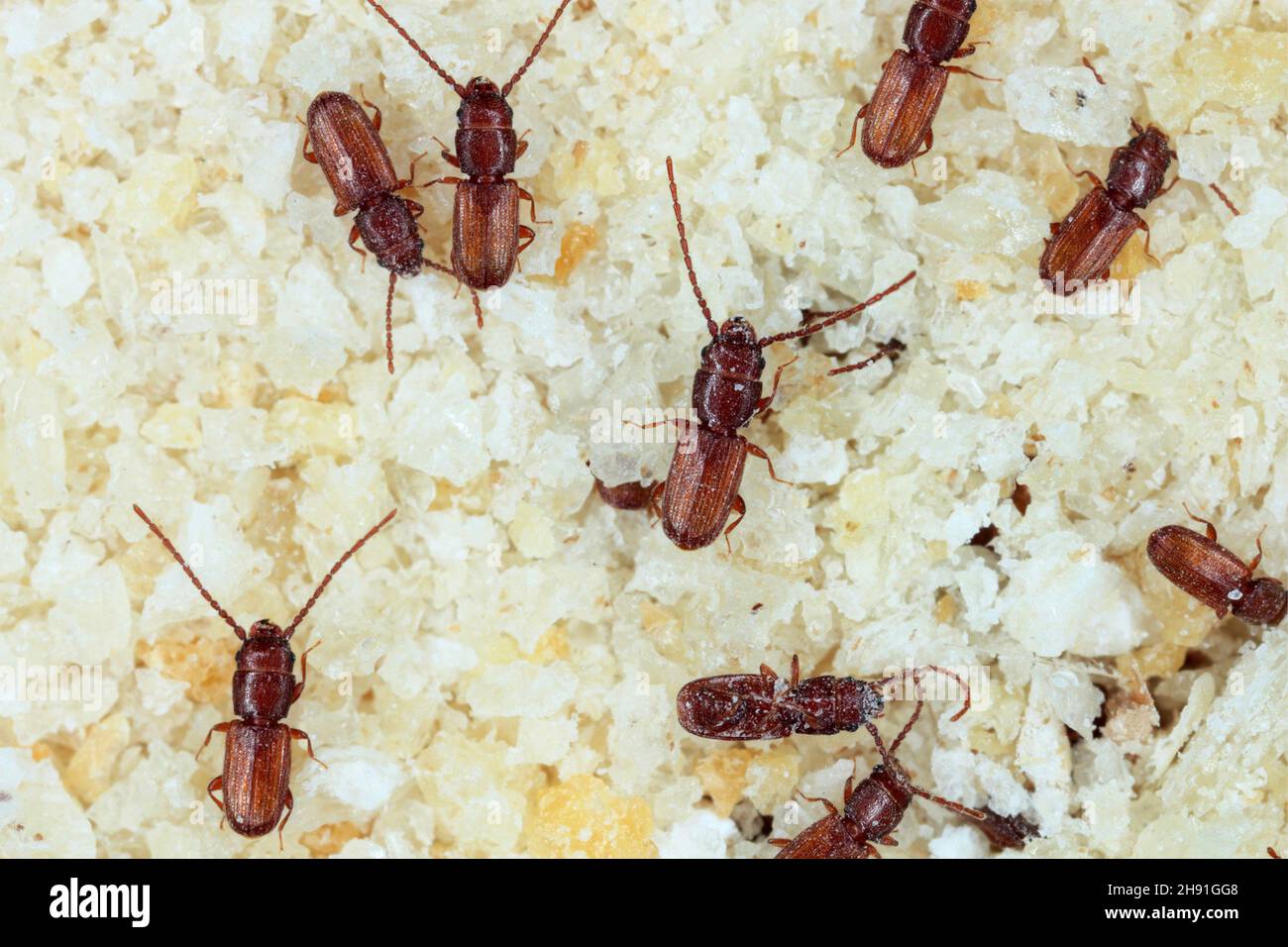 Rusty grain beetle Cryptolestes ferrugineus is a beetles of the family ...