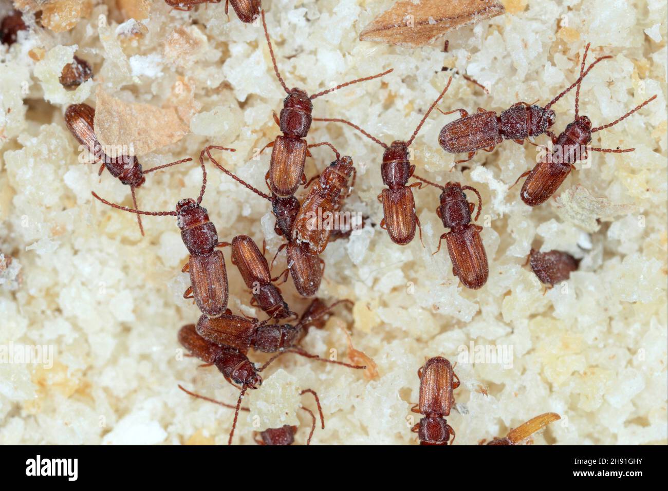 Rusty grain beetle Cryptolestes ferrugineus is a beetles of the family ...