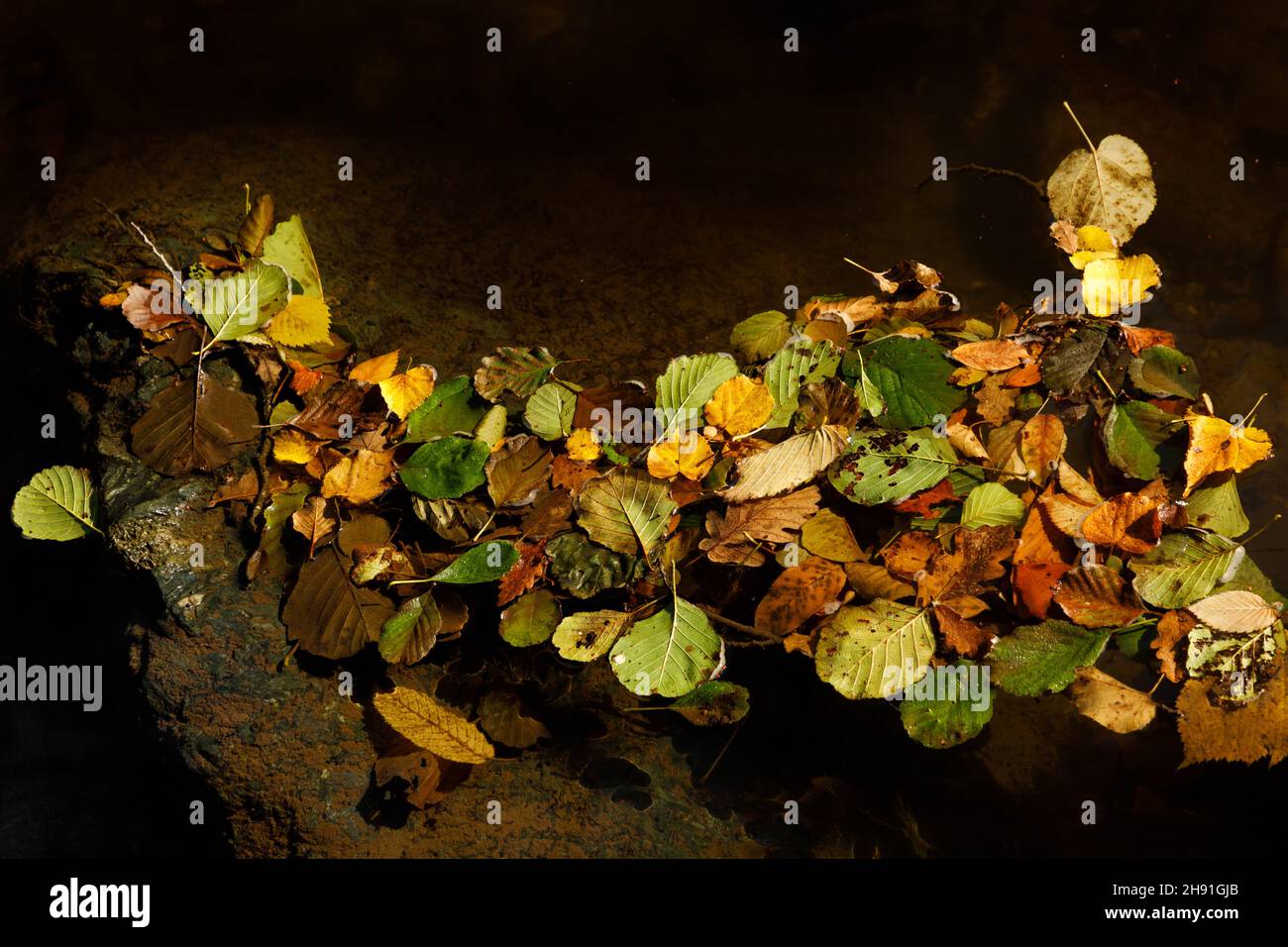 fall leaves floating in a stream Stock Photo - Alamy