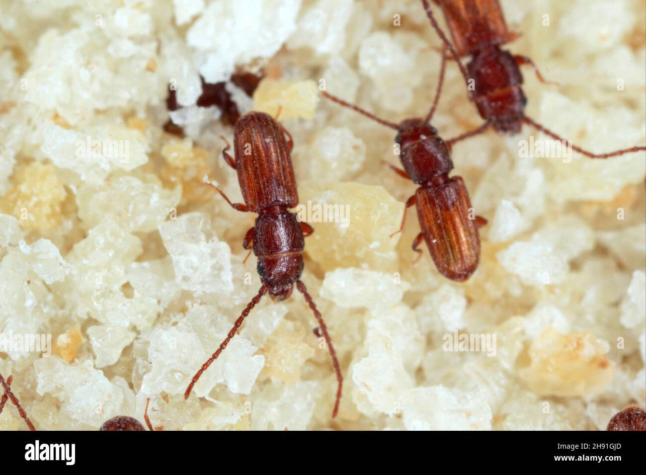 Rusty grain beetle Cryptolestes ferrugineus is a beetles of the family ...