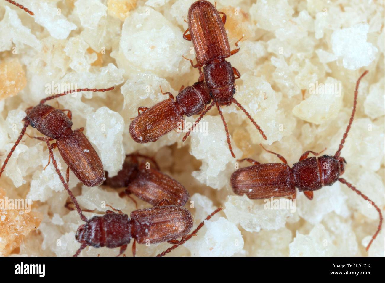 Rusty grain beetle Cryptolestes ferrugineus is a beetles of the family ...