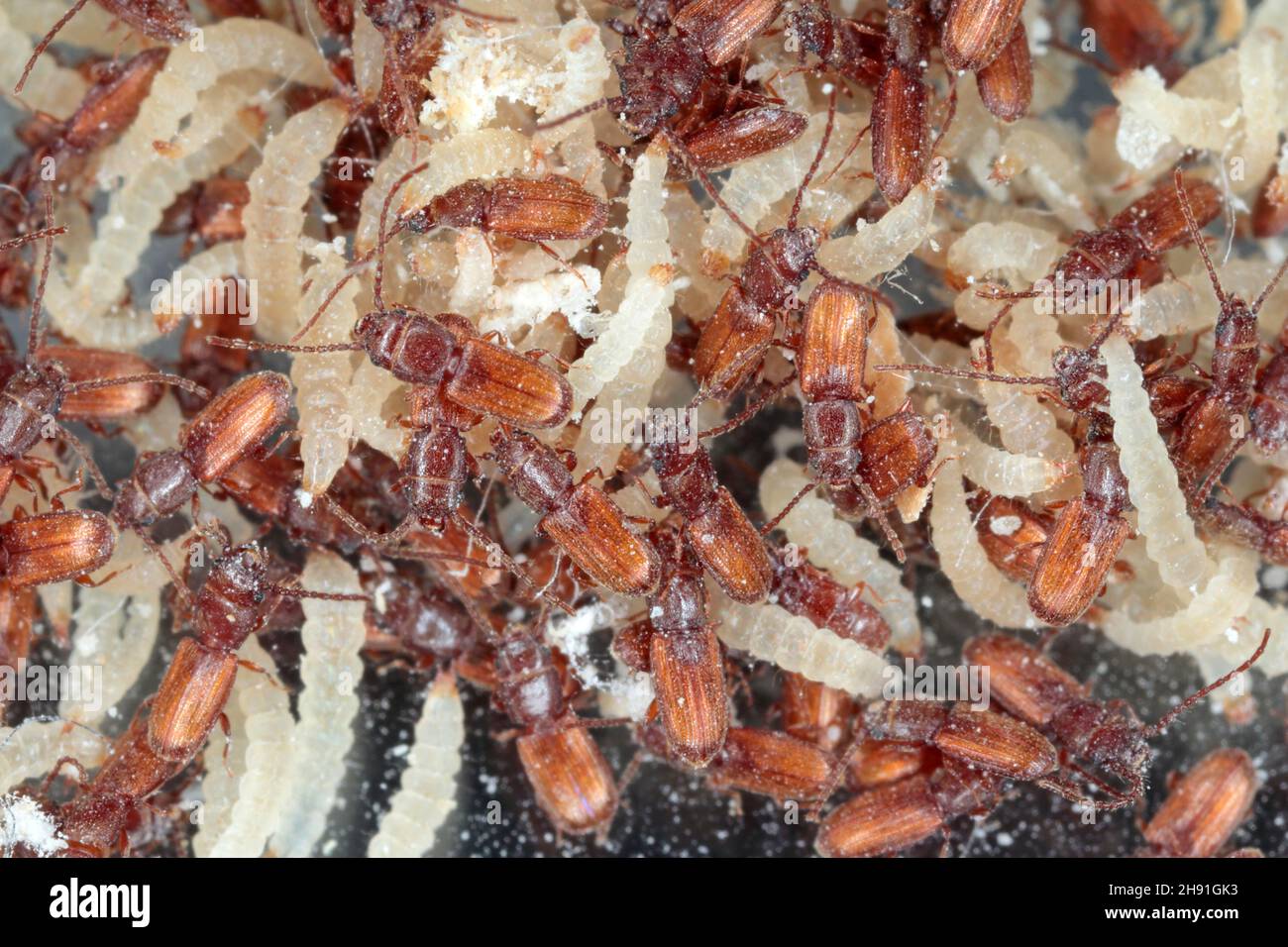 Rusty grain beetle Cryptolestes ferrugineus is a beetles of the family ...