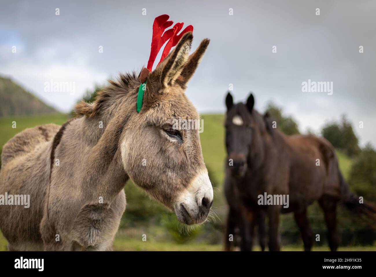 Fluffy donkey hi-res stock photography and images - Alamy
