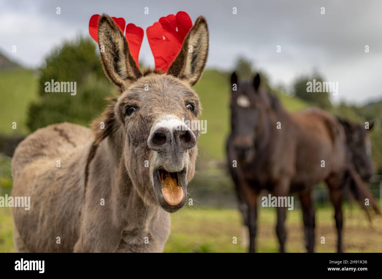 Donkey with Christmas decoration on head, cute and fluffy, calling ...