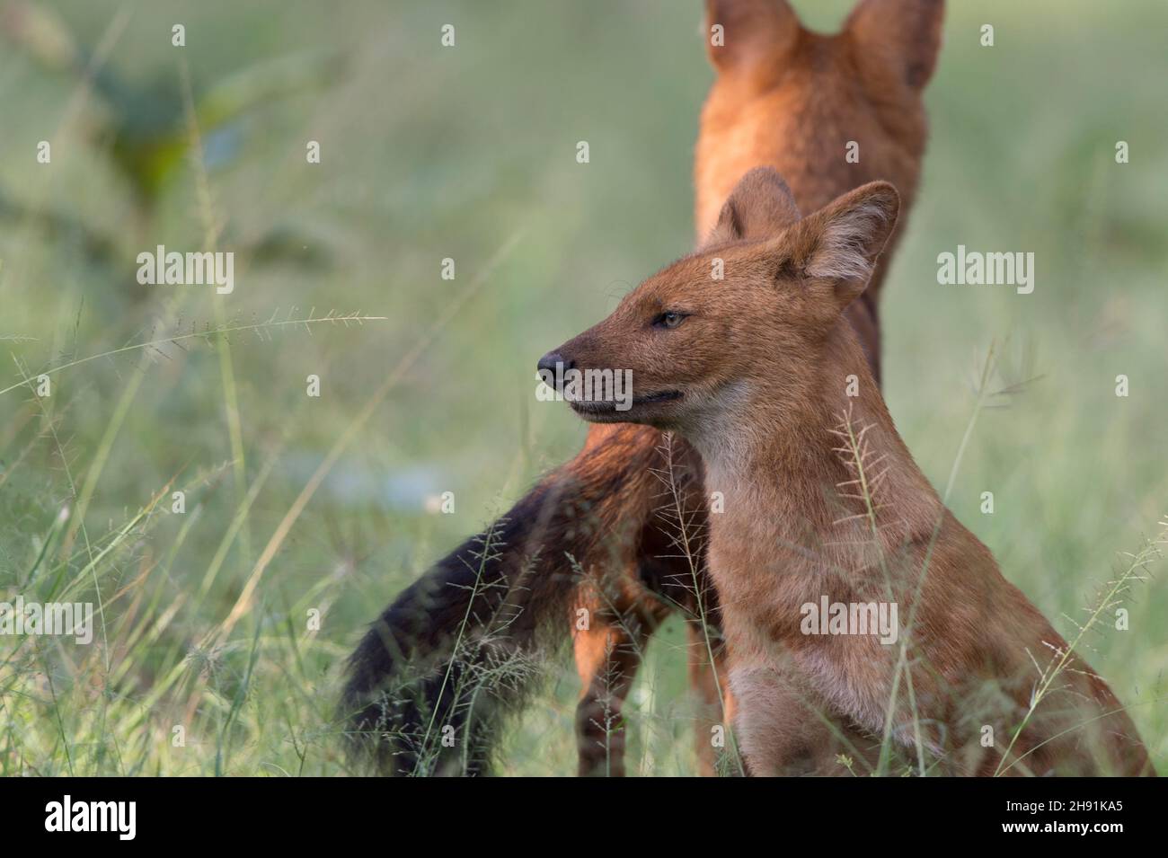 Dhole hunting hi-res stock photography and images - Alamy