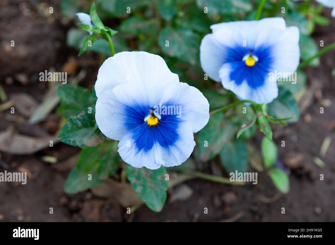 Beautry in nature hi-res stock photography and images - Alamy
