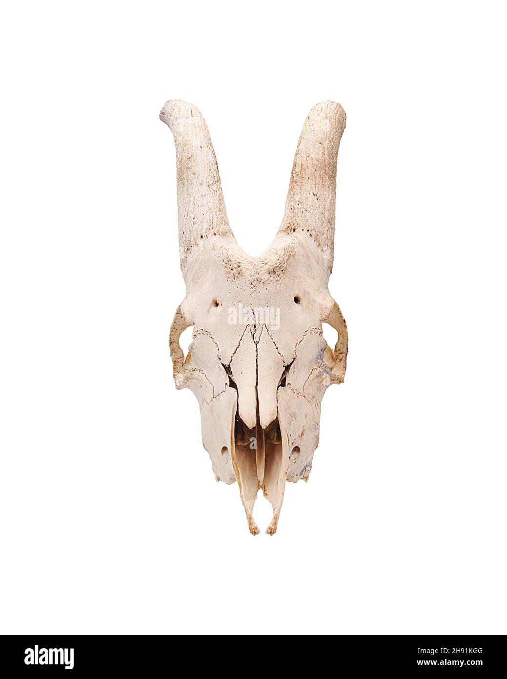 Skull of a male goat farm animal with horns in full face isolated Stock ...