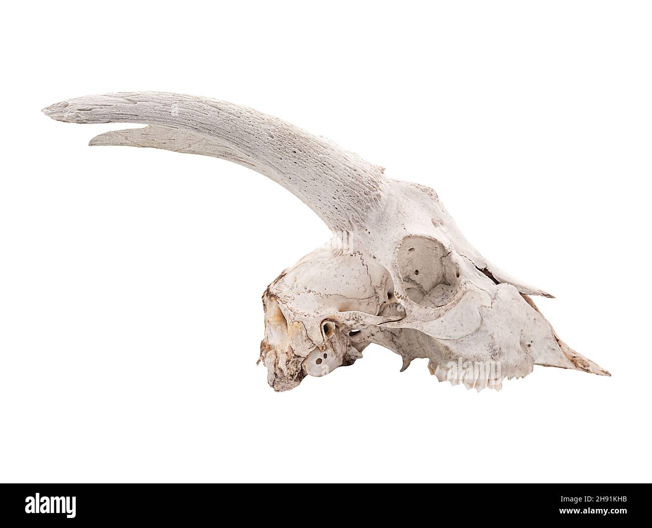 ?lean male goat skull farm animal with horns and teeth in profile ...