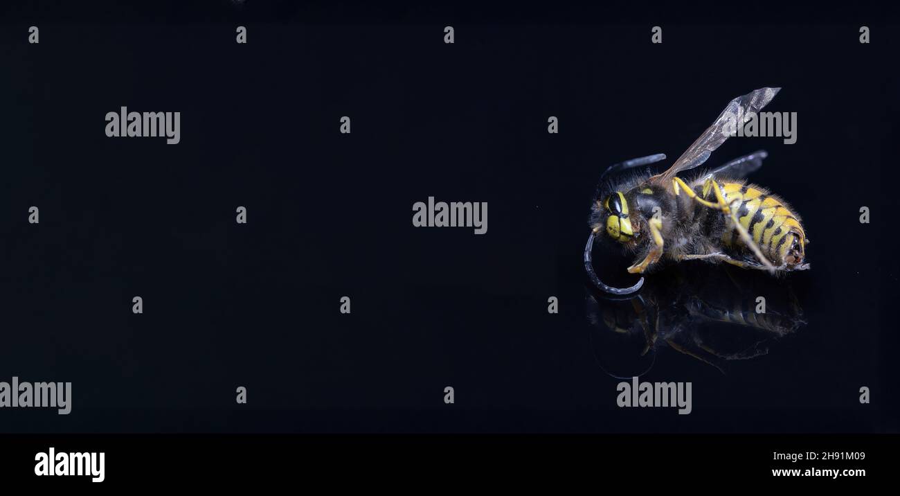 A dead wasp isolated on a reflecting black ground Stock Photo - Alamy