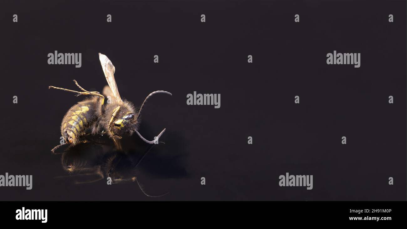 Deceased wasp hi-res stock photography and images - Alamy