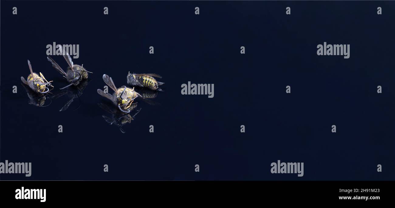 Deceased wasp hi-res stock photography and images - Alamy