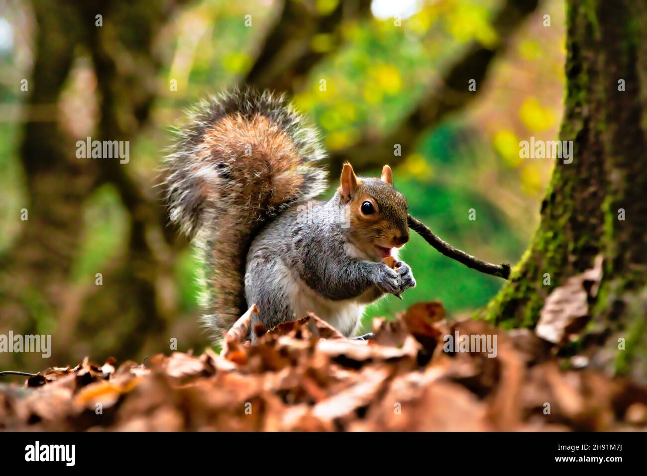 squirrel eats a peanut in the woods at the foot of a tree, on the ...
