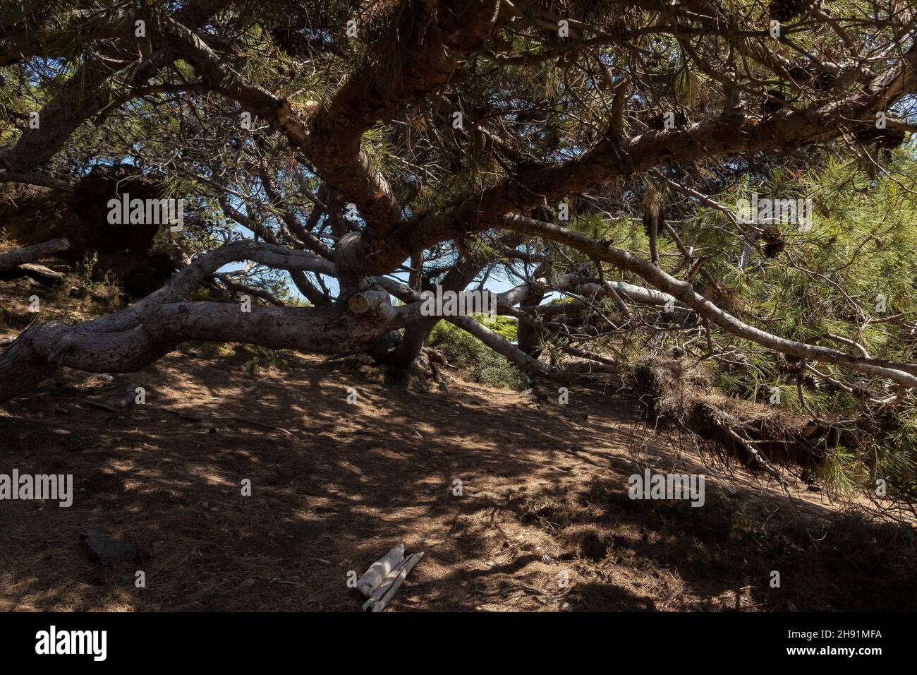 Large mediterranean pine tree hi-res stock photography and images - Alamy