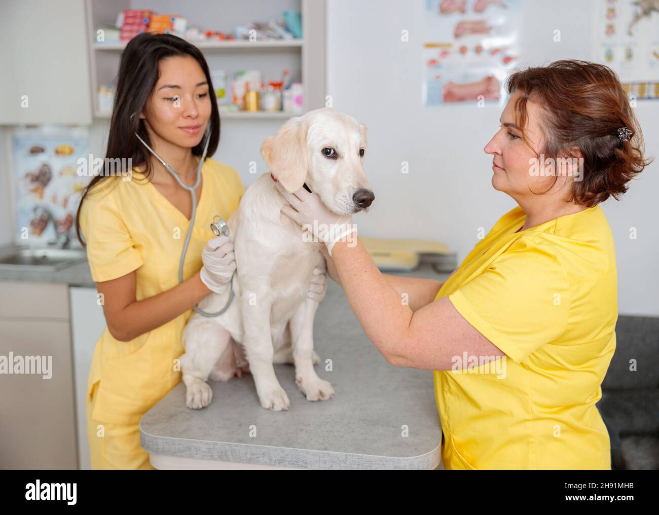 Veterinary with stethoscope listens dog in doctor office Stock Photo ...