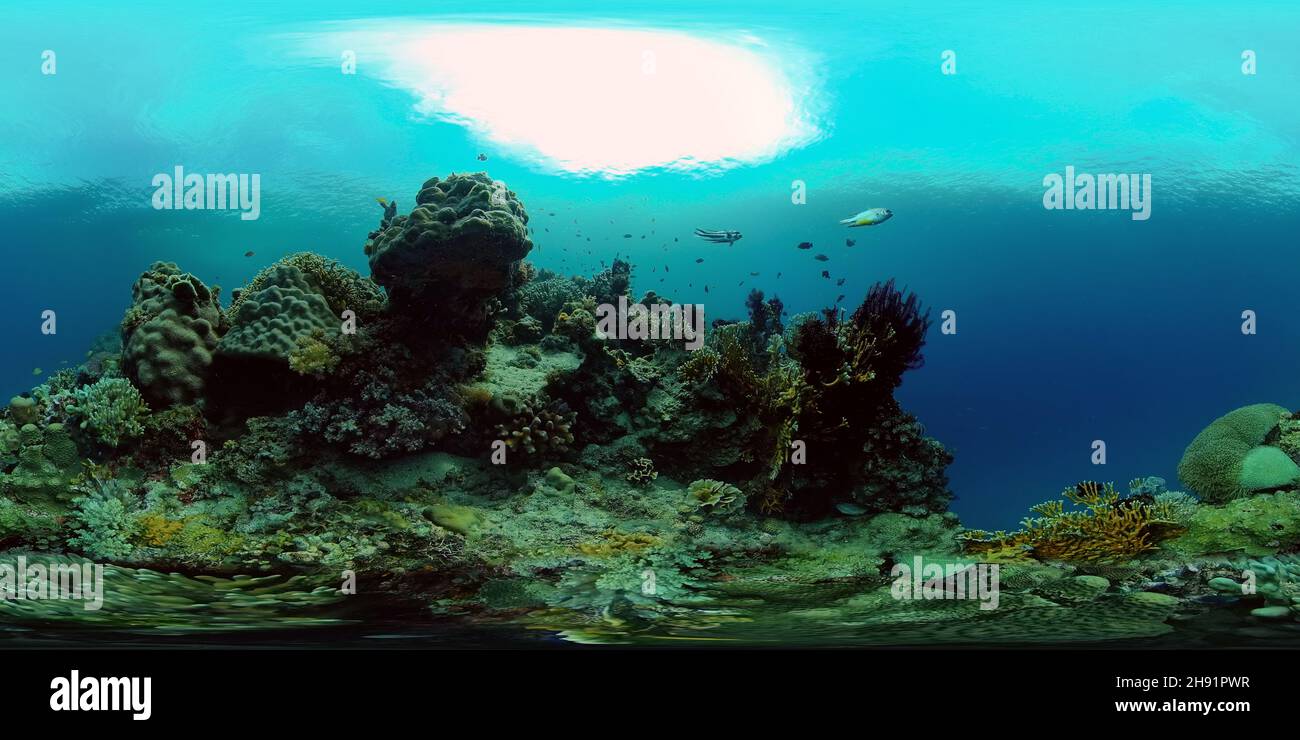 Tropical fishes and coral reef underwater. Hard and soft corals ...