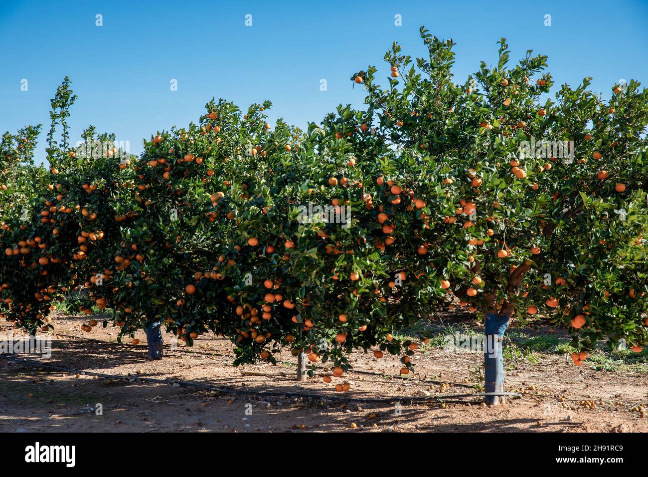 Valencia Orange Trees around Oropesa del Mar, Spain Stock Photo - Alamy