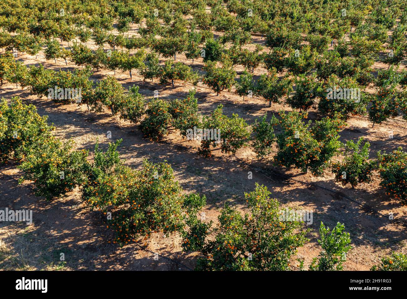 Valencia Orange Trees around Oropesa del Mar, Spain Stock Photo - Alamy