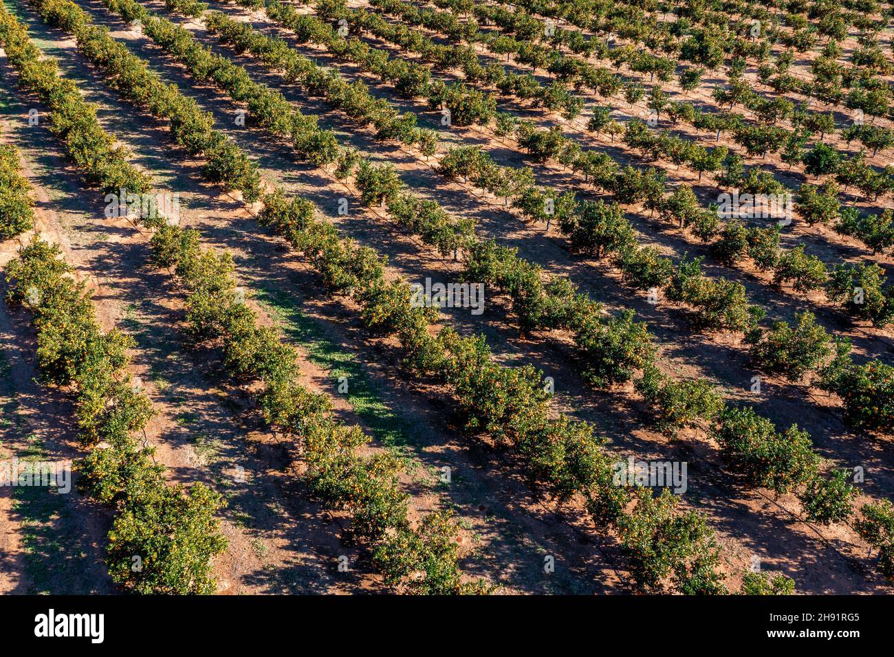 Valencia Orange Trees around Oropesa del Mar, Spain Stock Photo - Alamy