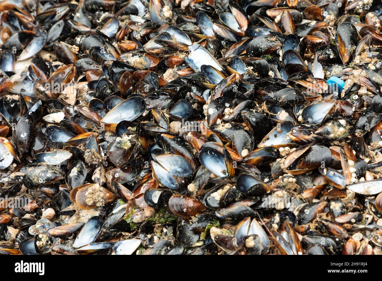 discarded mussel shells Stock Photo - Alamy