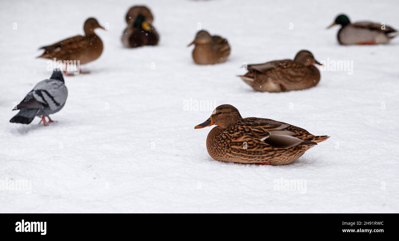 Winter portrait of a duck in a winter public park. Duck birds are ...