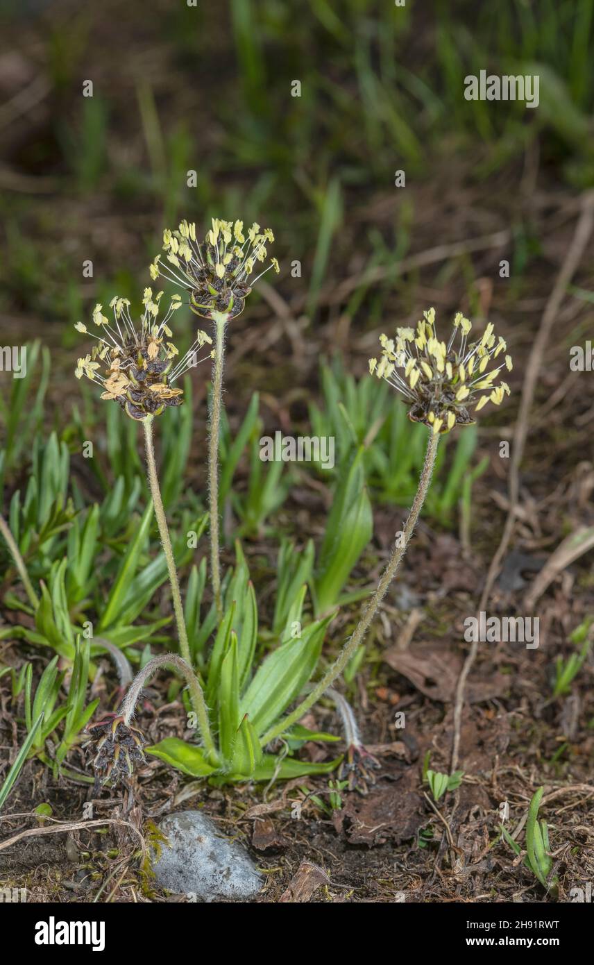Black plantain, Plantago atrata in flower in the French Alps Stock ...